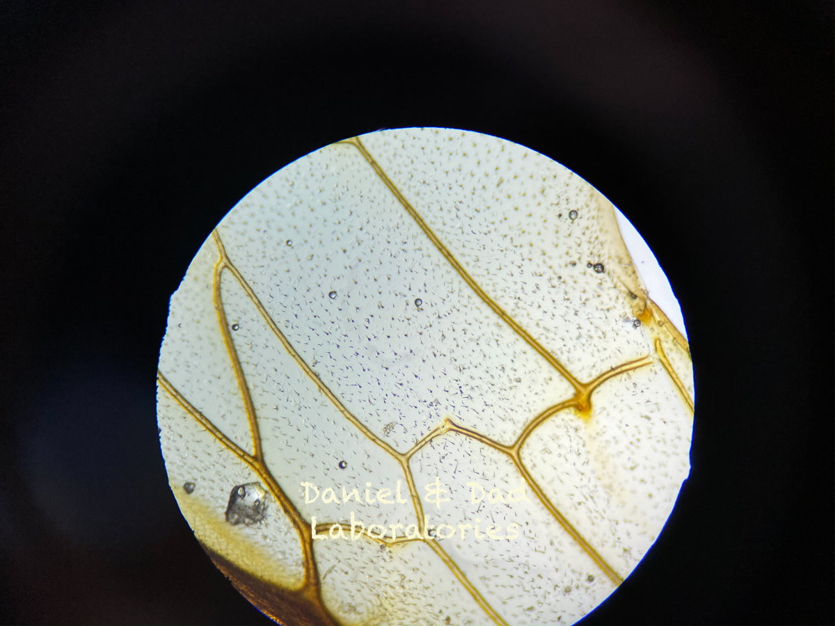 A Microscopic Look at a Bee – Daniel & Dad Laboratories