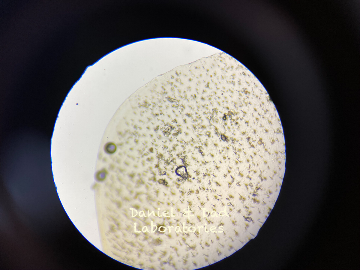 A Microscopic Look at a Bee – Daniel & Dad Laboratories